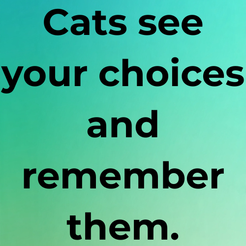 100 Quotes About Cat Attitude That Perfectly Capture Sass, Judgment ...